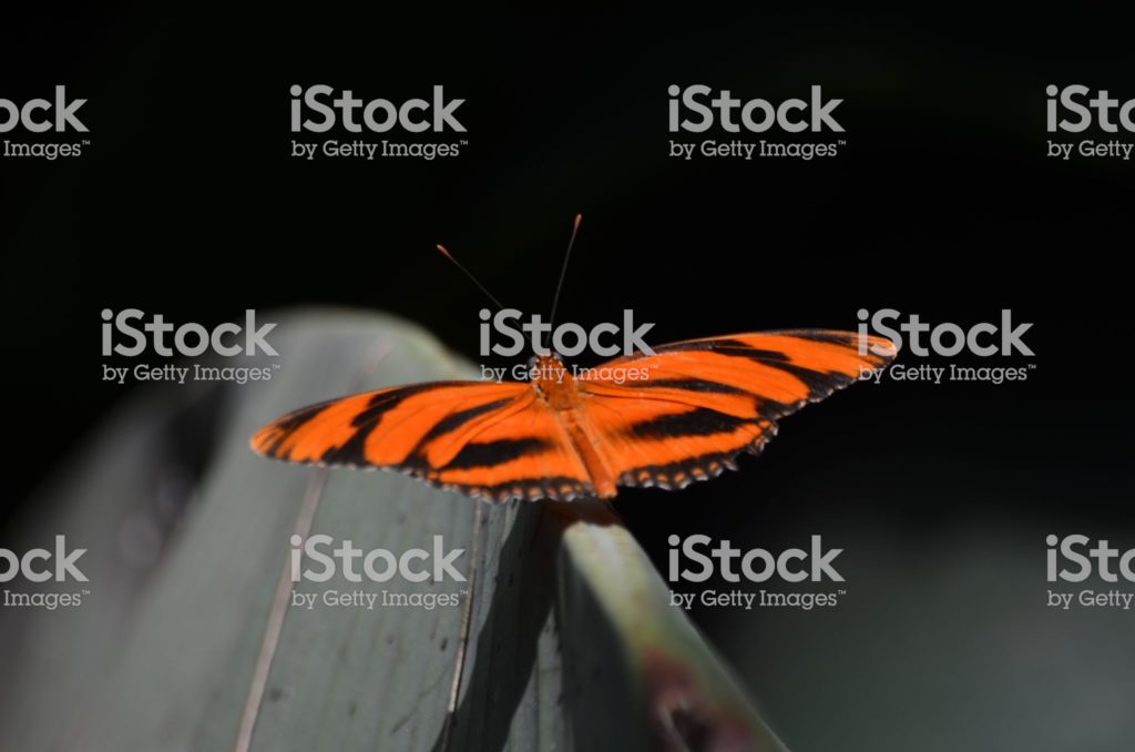 Stock Photography – Rod's Creative